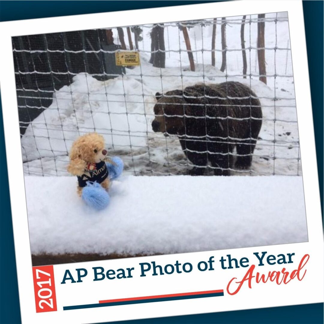 AP Bear Photo of the Year 2017 Award - Alman Partners True Wealth